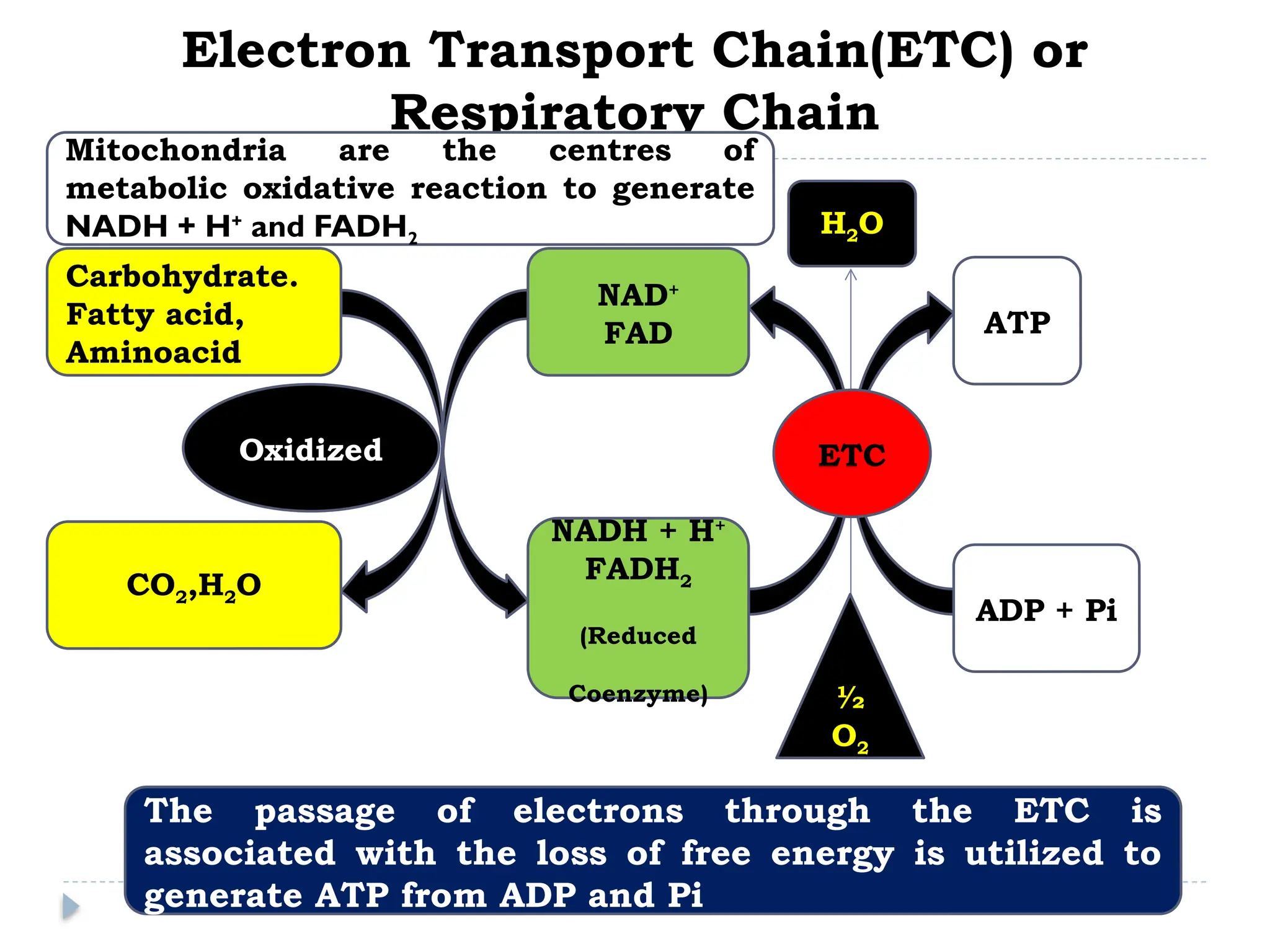 ETC and its Mechanism in biochemistry and b.pharm | PPTX