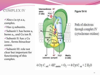 Electron transport chain and Oxidative phosphorylation | PPTX