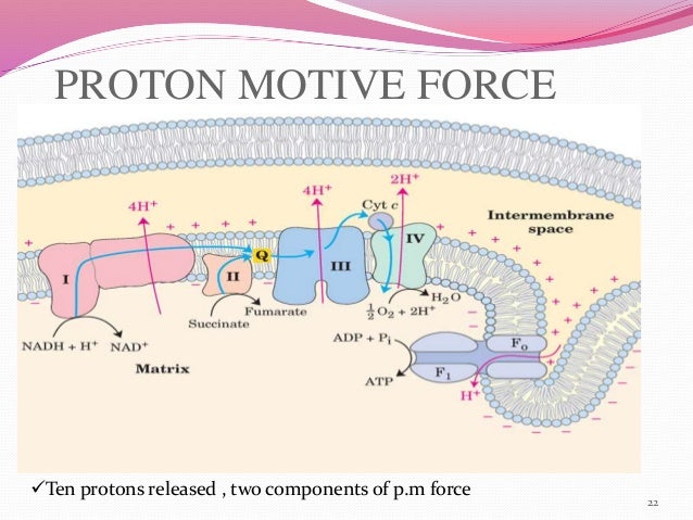 Electron transport chain and Oxidative phosphorylation