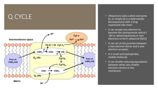 ETC and Oxidative Phosphorylation | PPTX