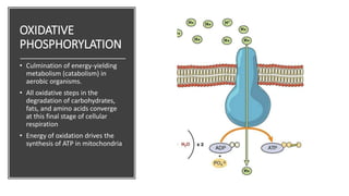ETC and Oxidative Phosphorylation | PPTX