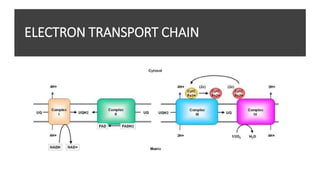 ETC and Oxidative Phosphorylation | PPTX