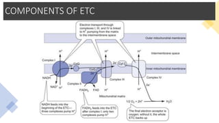 ETC and Oxidative Phosphorylation | PPTX