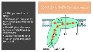 ETC and Oxidative Phosphorylation | PPTX