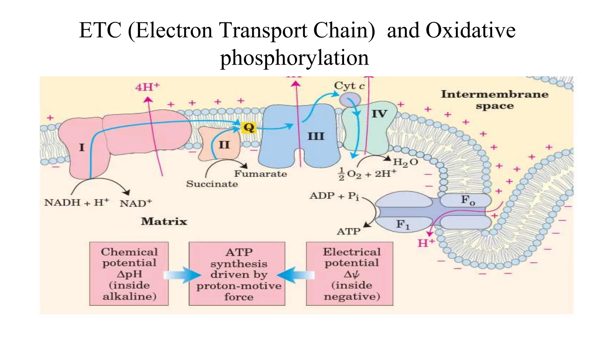 ETC And Oxidative Phosphorylation pptx ETC And Oxidative Phosphorylation pptx