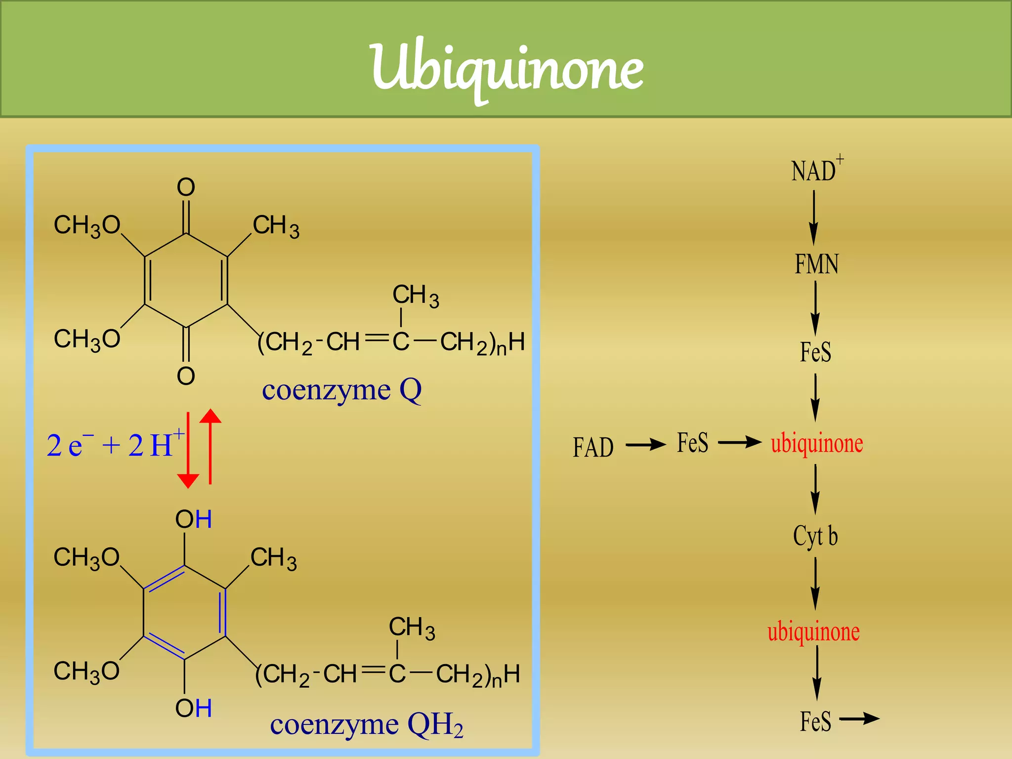 Etc and oxidative phosphorylation | PPTX