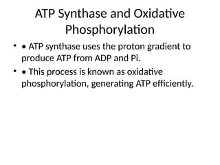 ETC_Oxidative_Phosphorylation_Presentation_v2.pptx