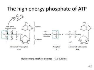 Electron transport chain 1 | PPTX | Chemistry | Science