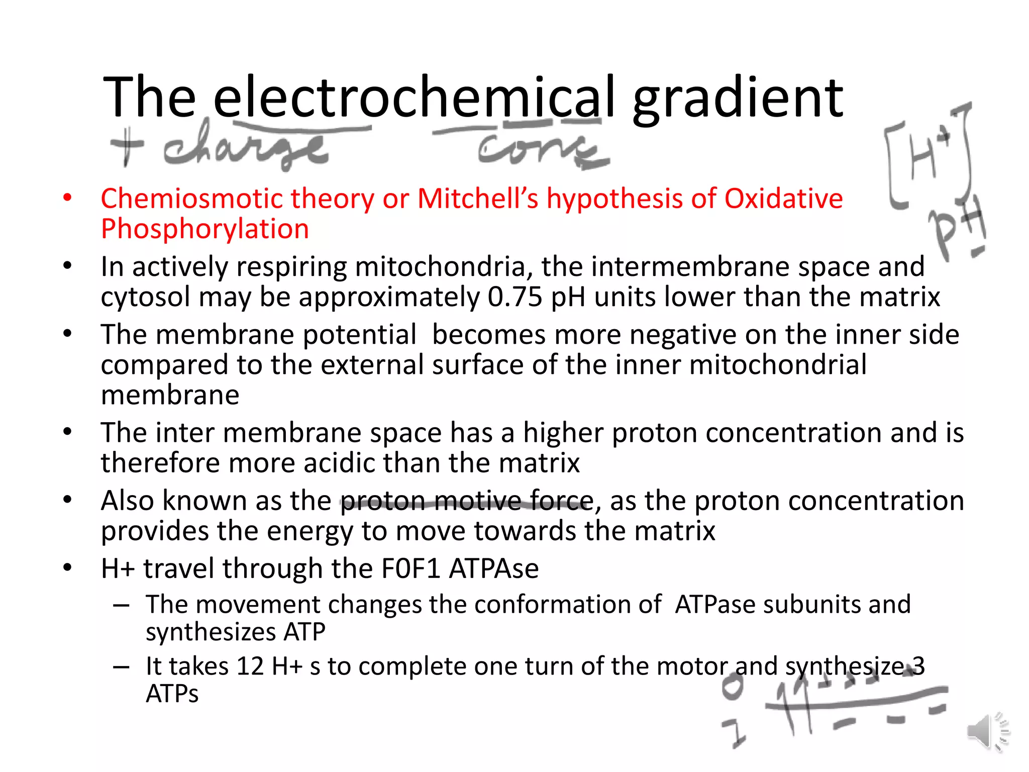 Electron transport chain 2 | PPTX
