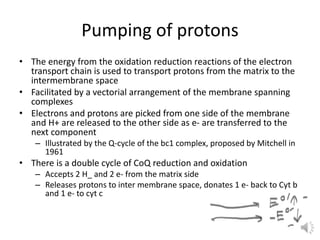 Electron transport chain 2 | PPT