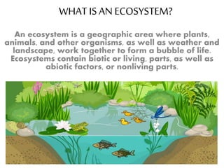 Ecosystem Definition