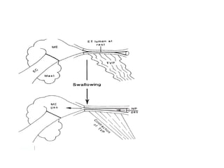 eustachian tube physiology ppt | PPTX