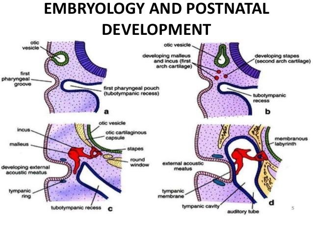 Ppt Anatomy Physiology Of Eustachian Tube Powerpoint PPT Anatomy