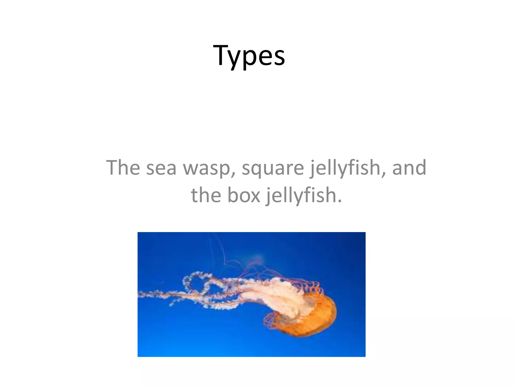 Ethan's first grade powerpoint - Jellyfish | PPTX