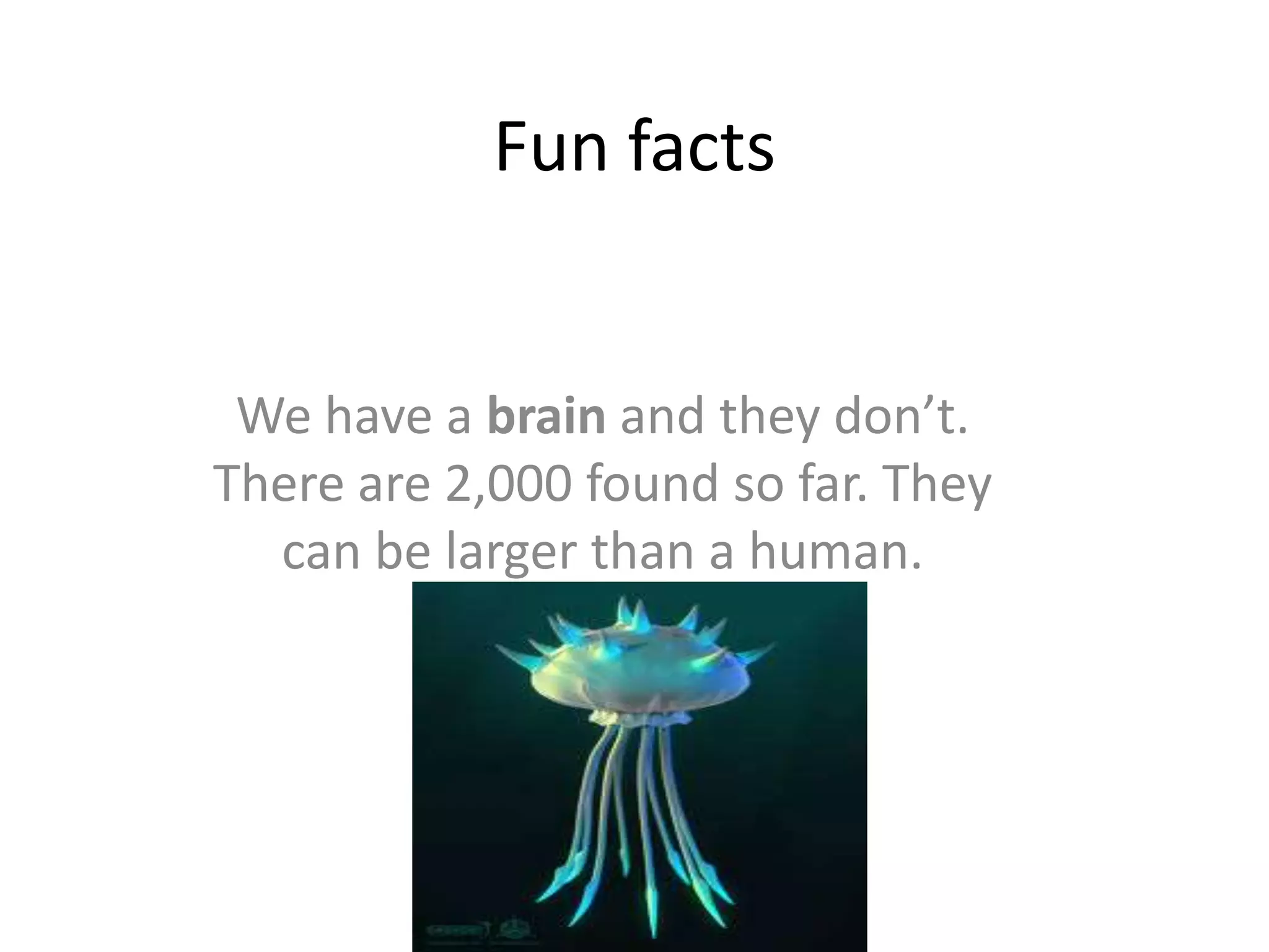 Ethan's first grade powerpoint - Jellyfish | PPTX