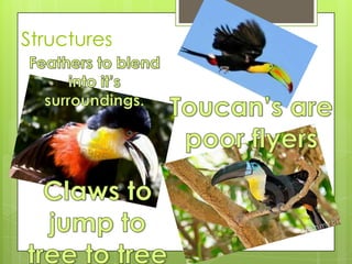 Toucan | PPTX