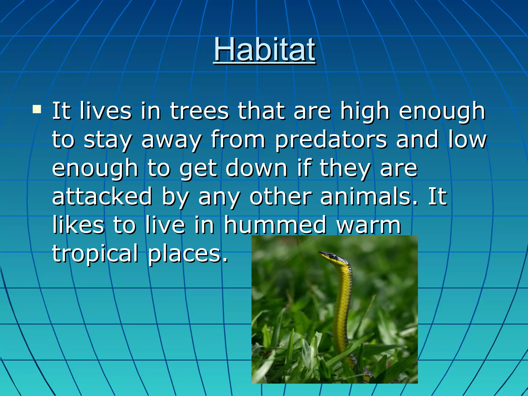 Ethan b the green tree pythons | PPT