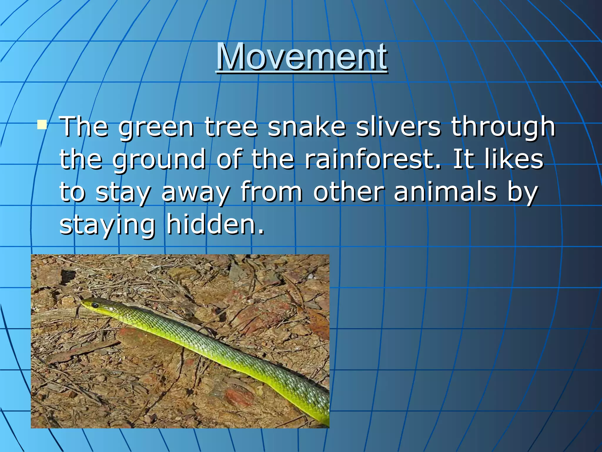 Ethan b the green tree pythons | PPT