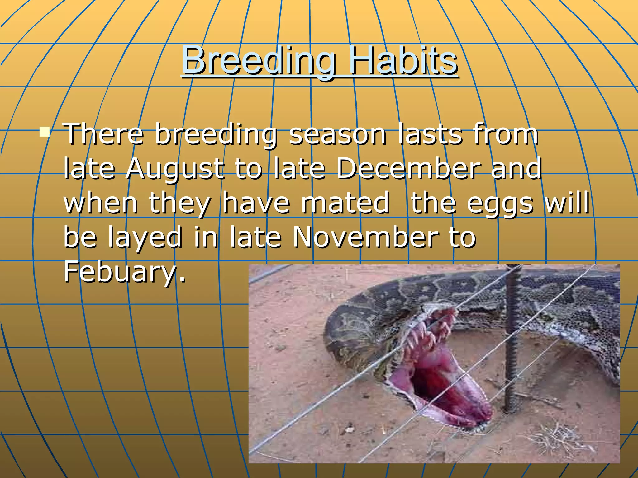 Ethan b the green tree pythons | PPT