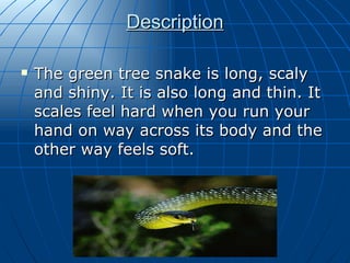 Ethan b the green tree pythons | PPT