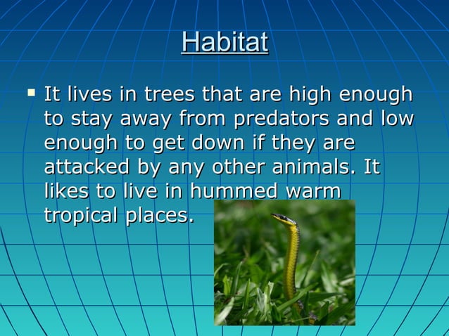 Ethan b the green tree pythons | PPT