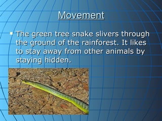 Ethan b the green tree pythons | PPT