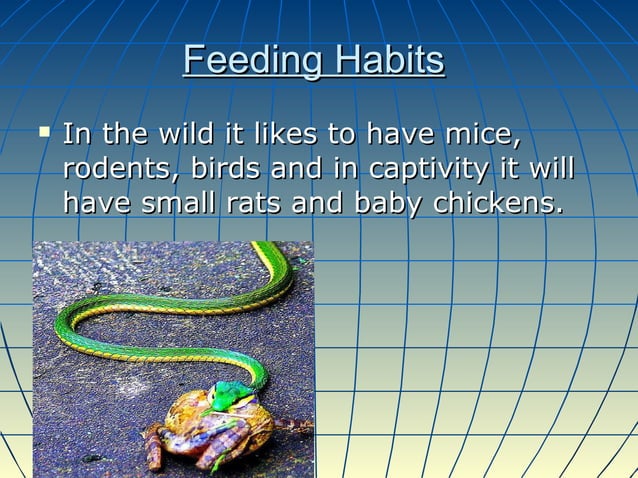 Ethan b the green tree pythons | PPT