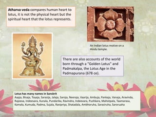 Ethnobotany of Lotus | PPTX