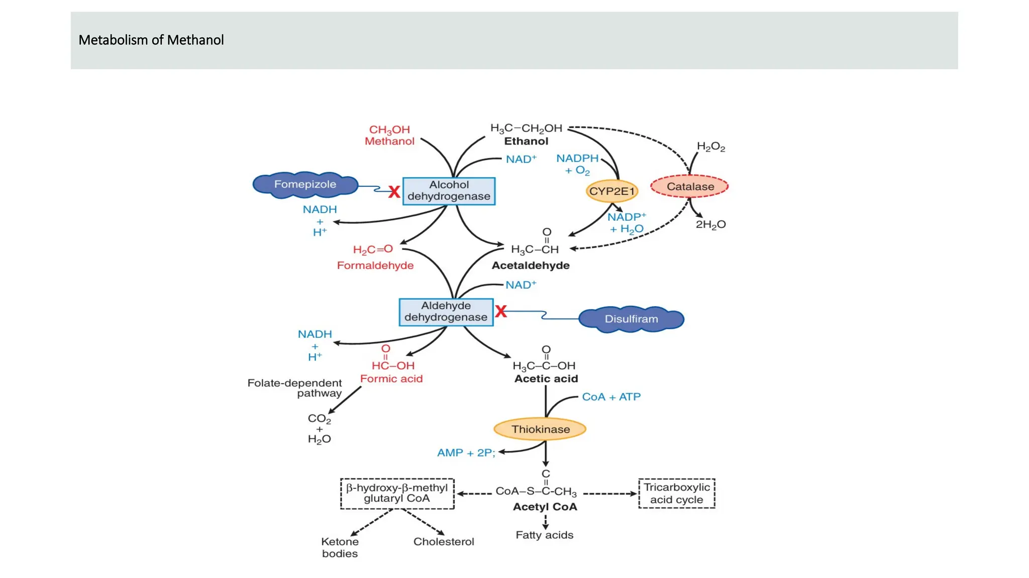 Describe the symptoms and management of ethanol and methanol poisonings ...