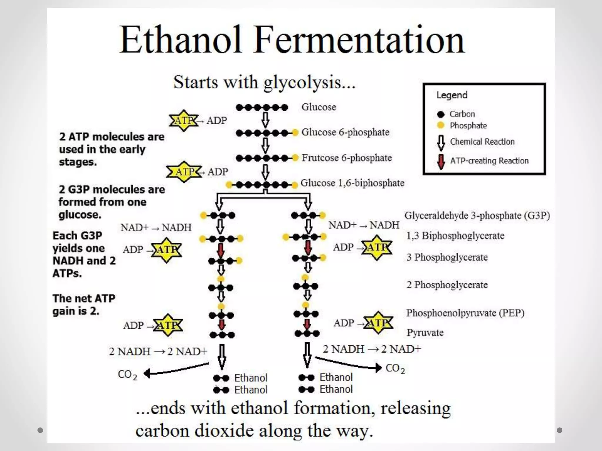 Ethanol fermentation | PPTX