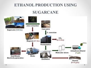 Ethanol fermentation | PPTX