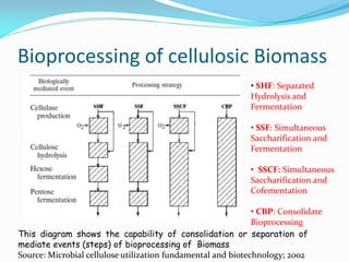 Bioethanol Production | PDF