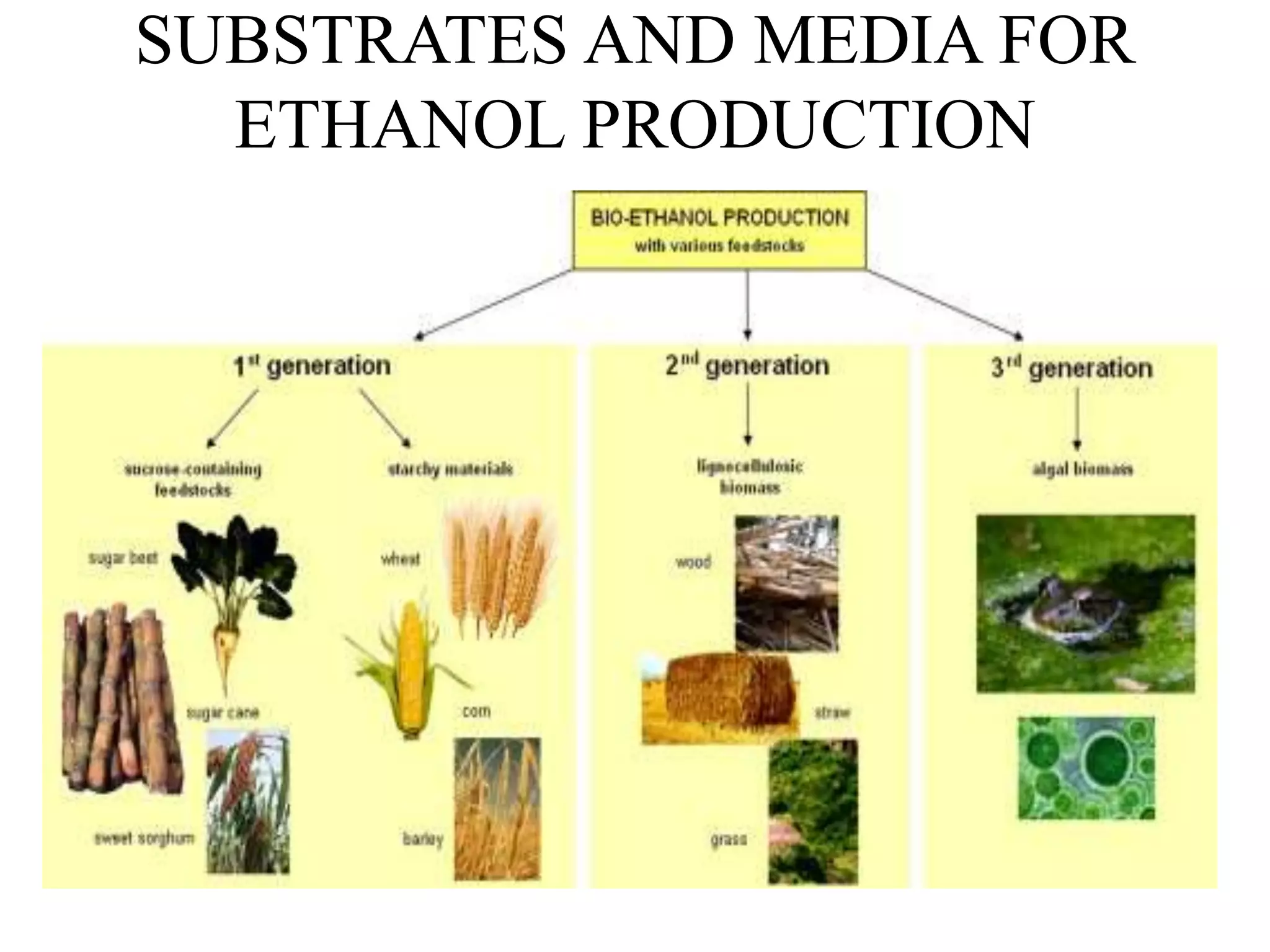 Ethanol production | PPTX
