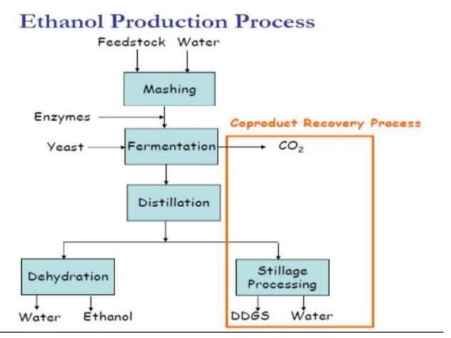 Ethanol production | PPTX | Alcoholic Beverages | Food & Drink
