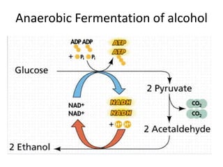 Ethanol Fermentation Equation