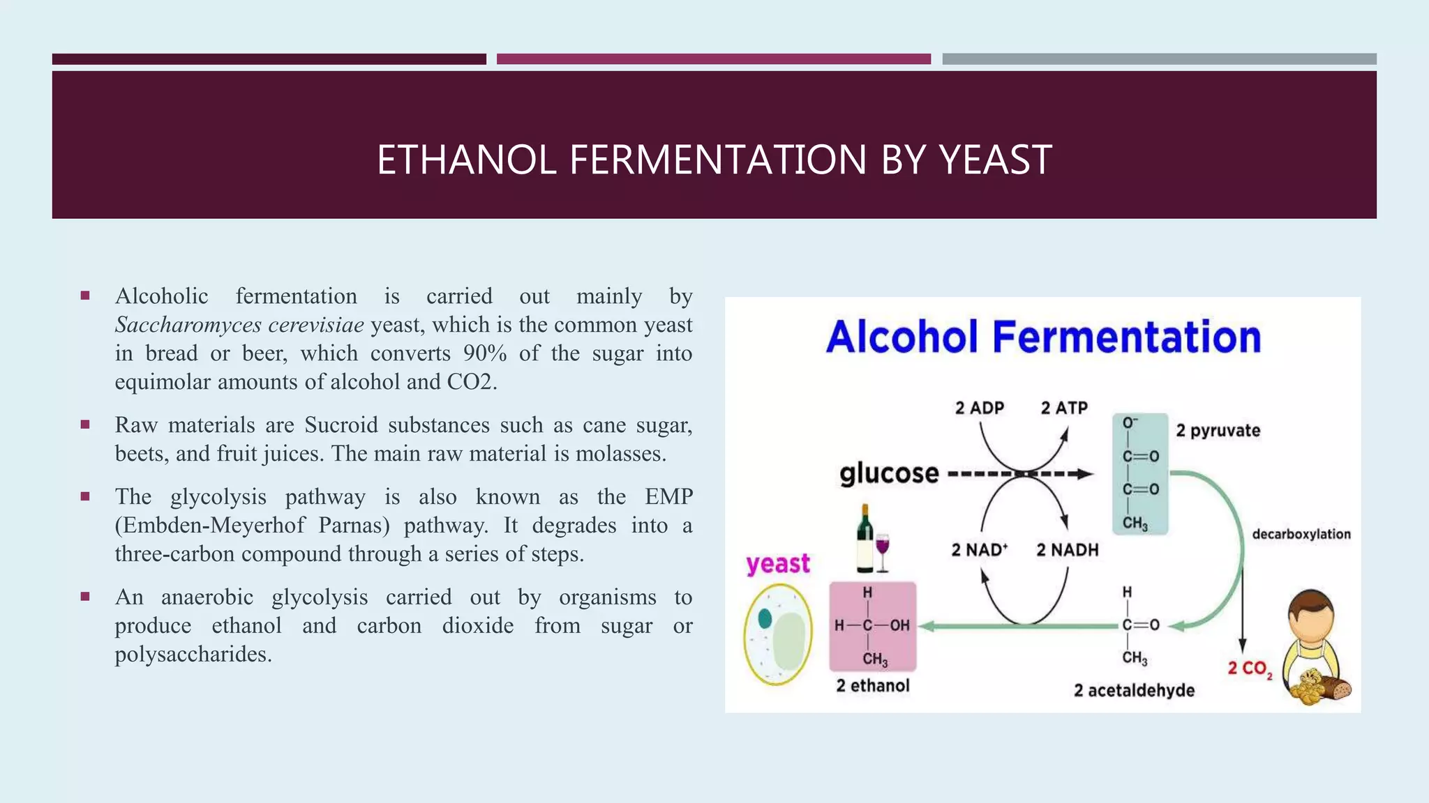 Ethanol production | PPTX