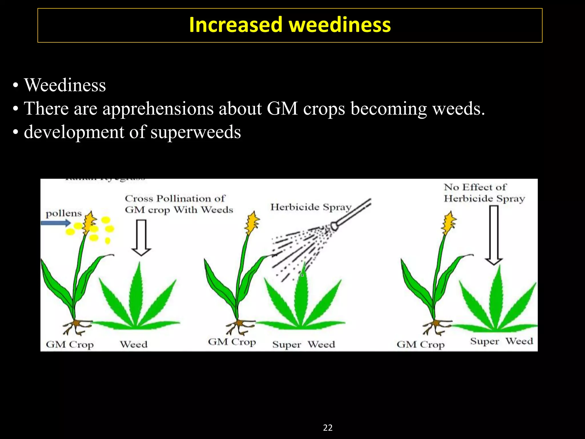 Ethical and bio-safety issues related to GM crops | PPTX