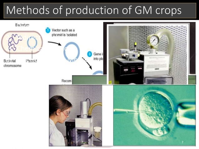 Ethical and bio-safety issues related to GM crops | PPTX