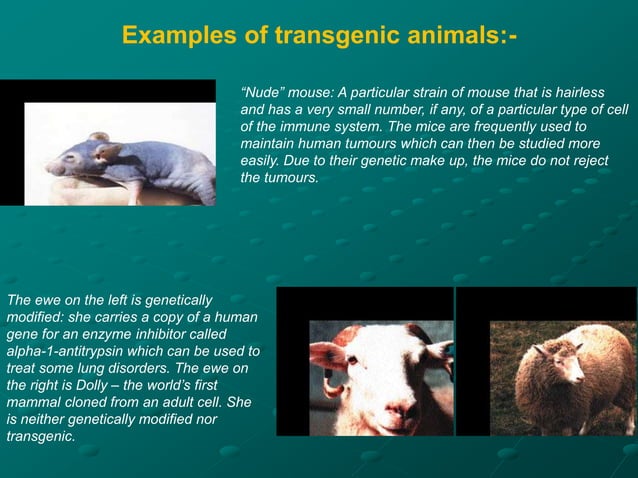 Ethical issues related to animal biotechnology | PPT | Genetics | Science