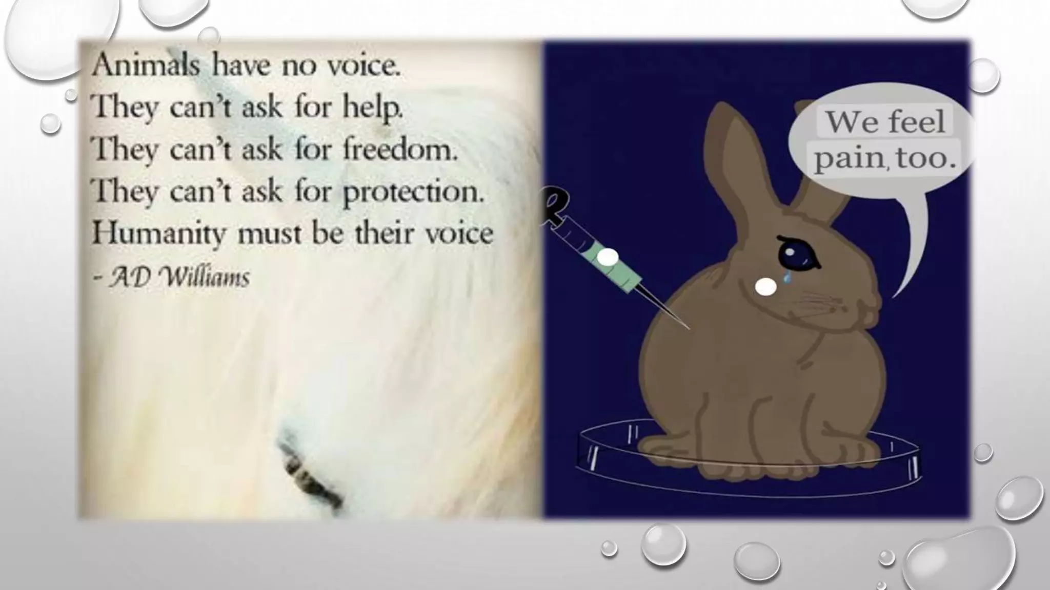 Ethics of animal testing presentation(1).pptx