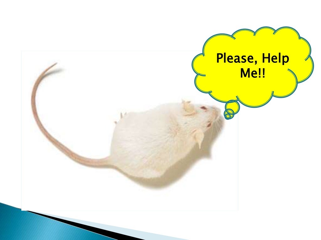 Ethics Of Using Animals In Research ethics-of-using-animals-in-research