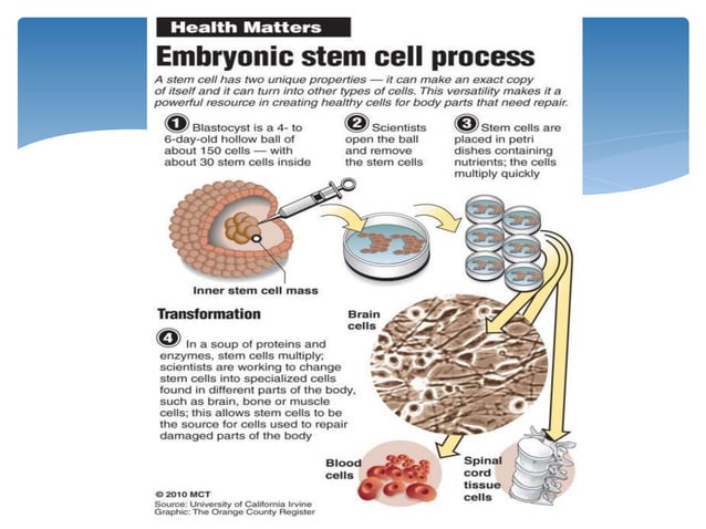 Ethics of embryo research | PPTX | Infertility | Reproductive Health