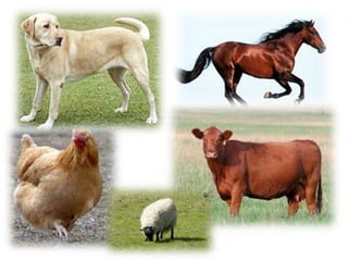 Ethics of meat | PPT