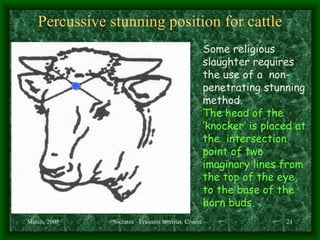 Ethics Of Slaughter Procedures | PPT