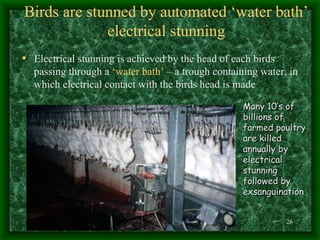 Ethics Of Slaughter Procedures | PPT