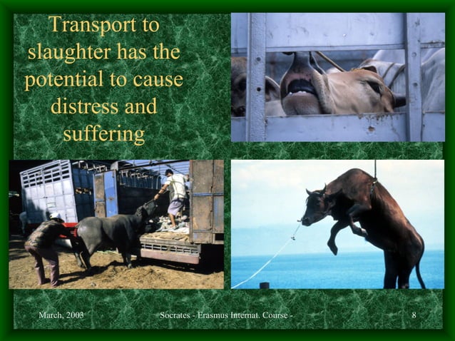 Ethics Of Slaughter Procedures | PPT