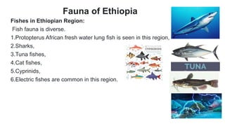 Ethiopian region | PPTX