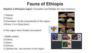Ethiopian region | PPTX