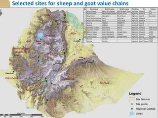 Update on the Ethiopia sheep and goats value chain development project ...
