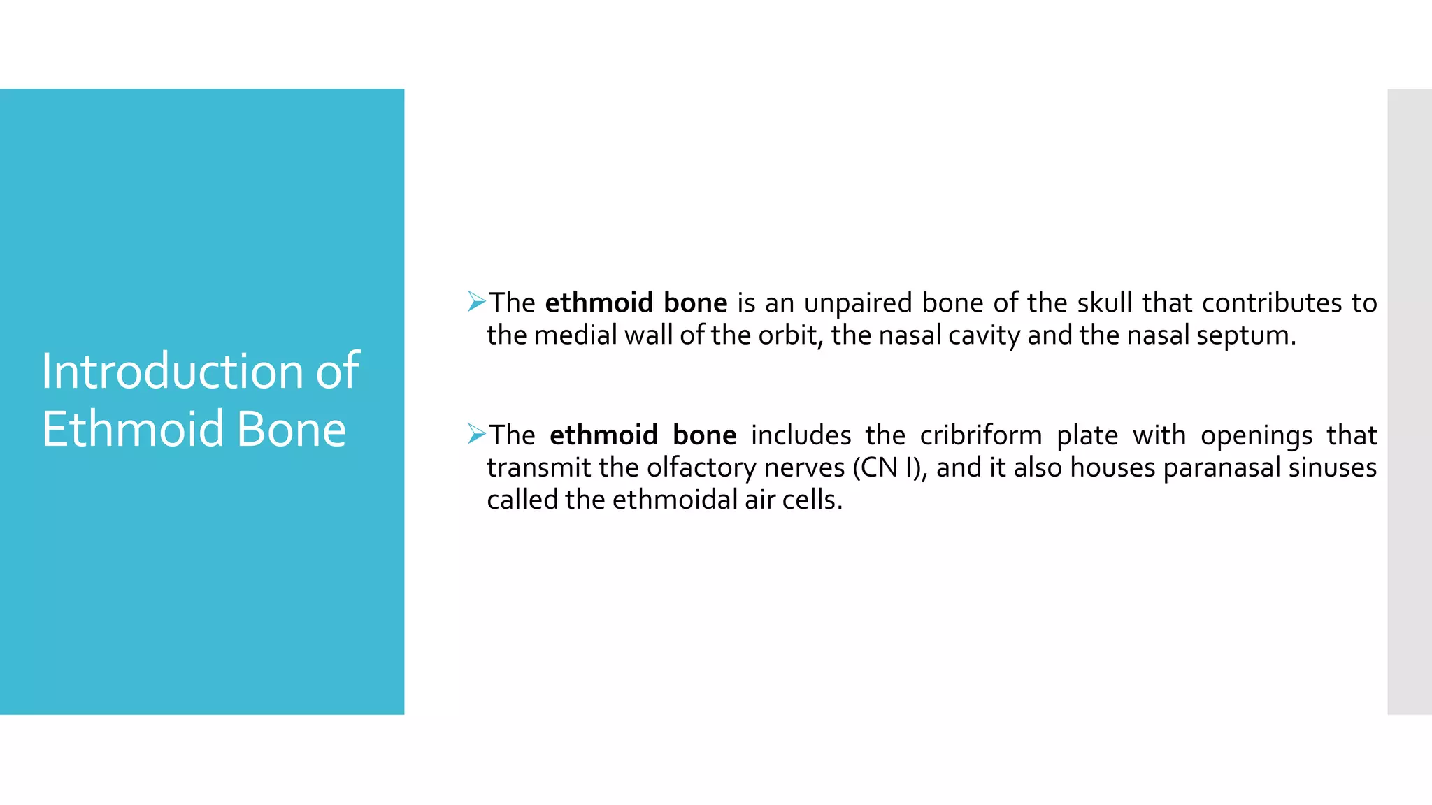 Skeletal System:- Neurocranium - Ethmoid bone | PPT